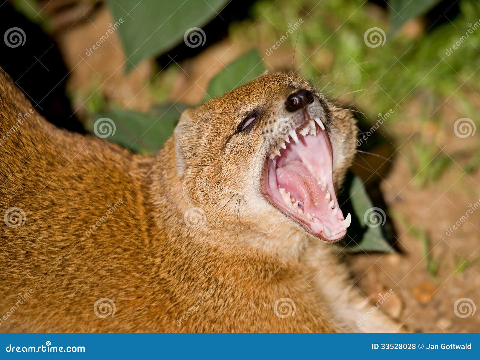 Suricate foto de archivo. Imagen de peligro, cara, africano - 33528028