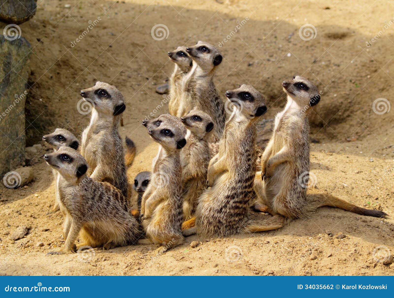 Suricate foto de archivo. Imagen de lindo, desierto, standing - 34035662