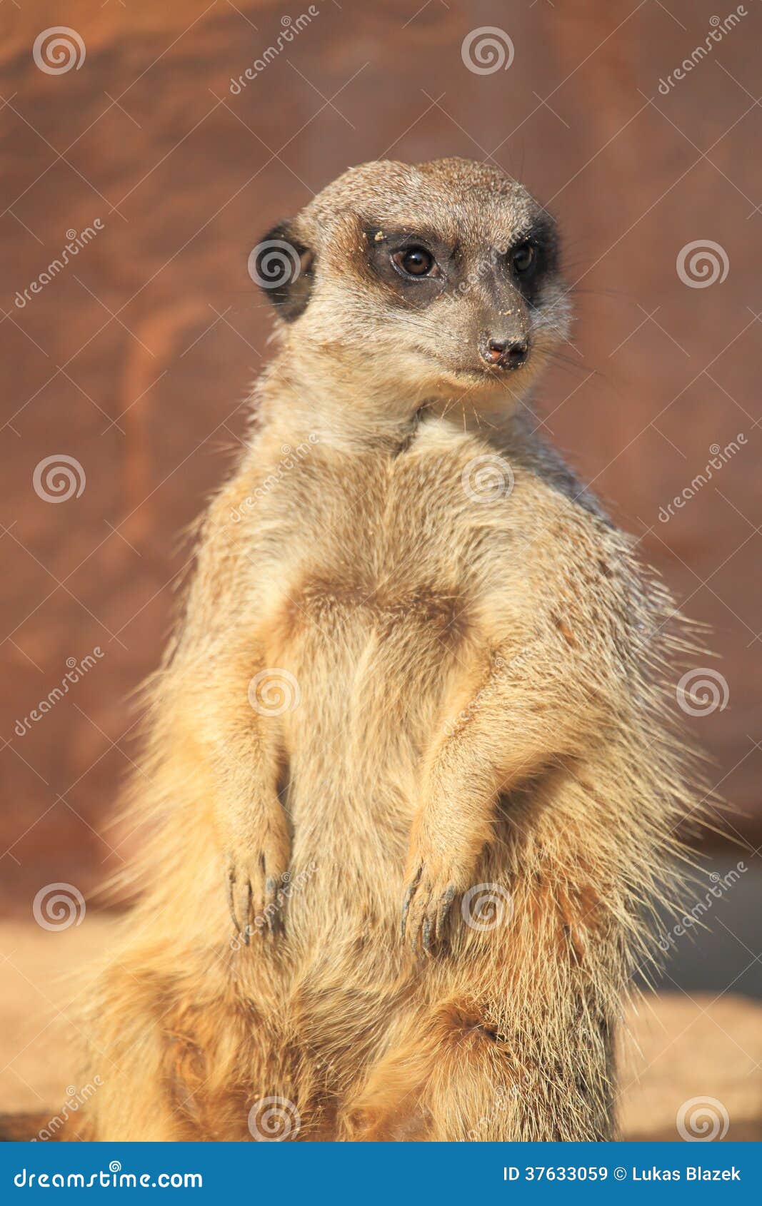 Suricate stock image. Image of adult, animal, mammal - 37633059