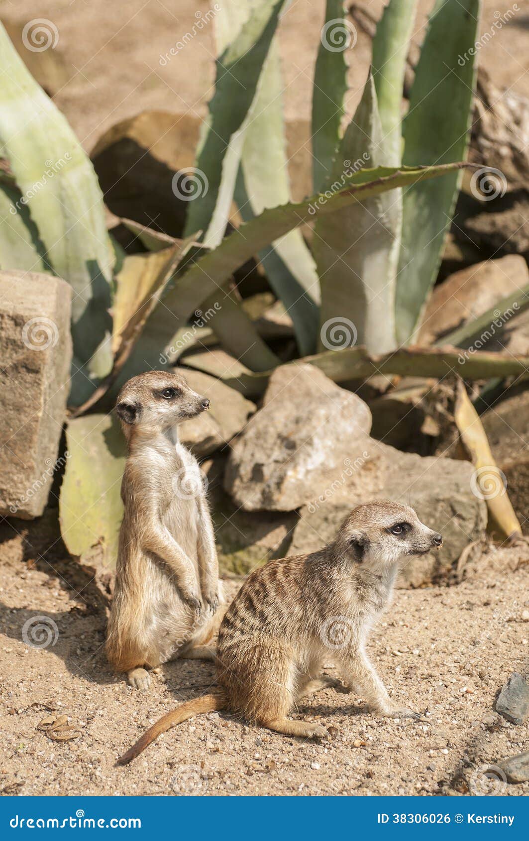 Suricate stock photo. Image of agile, together, vertebrate - 38306026