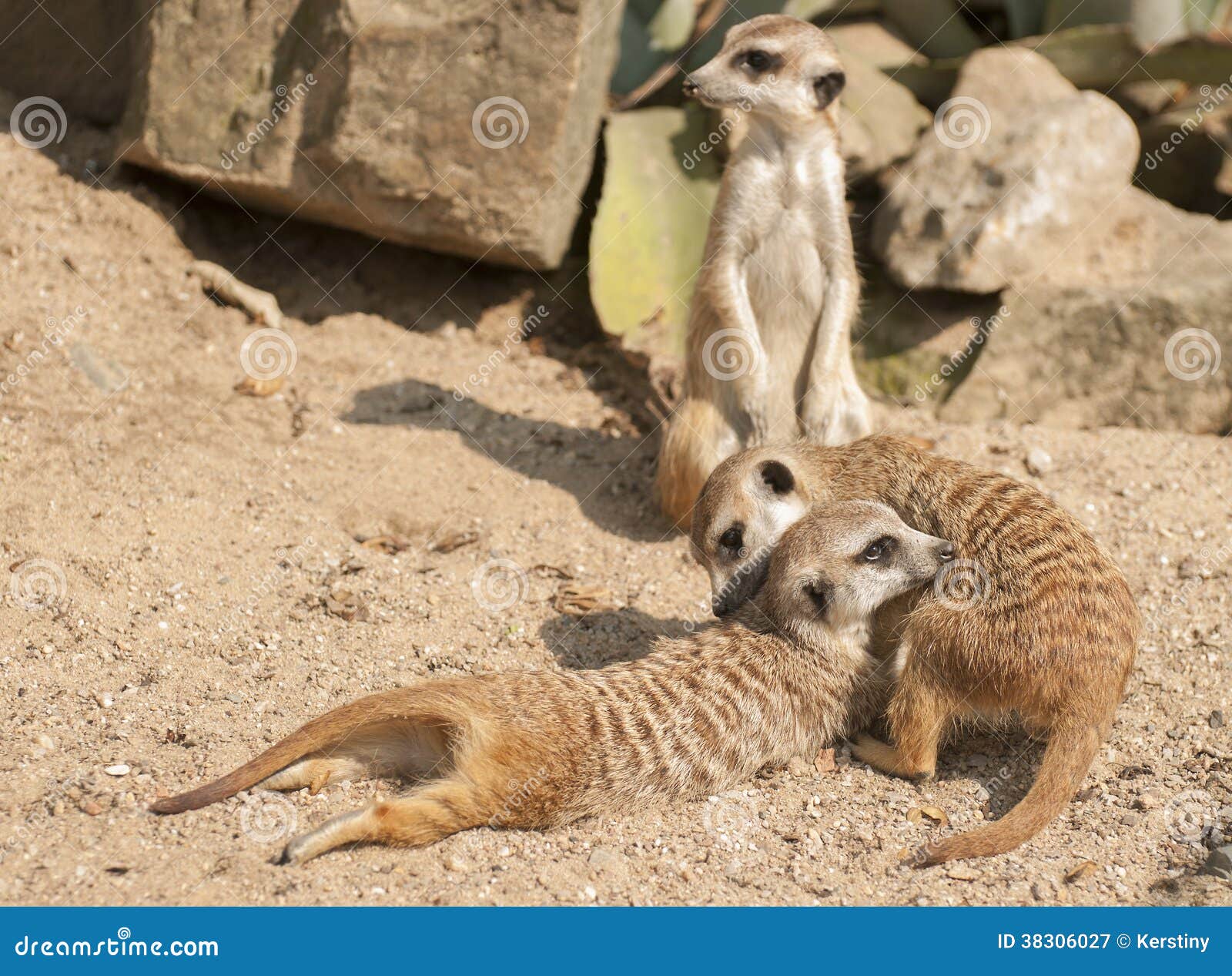 Suricate stock image. Image of suricate, savanna, zoology - 38306027