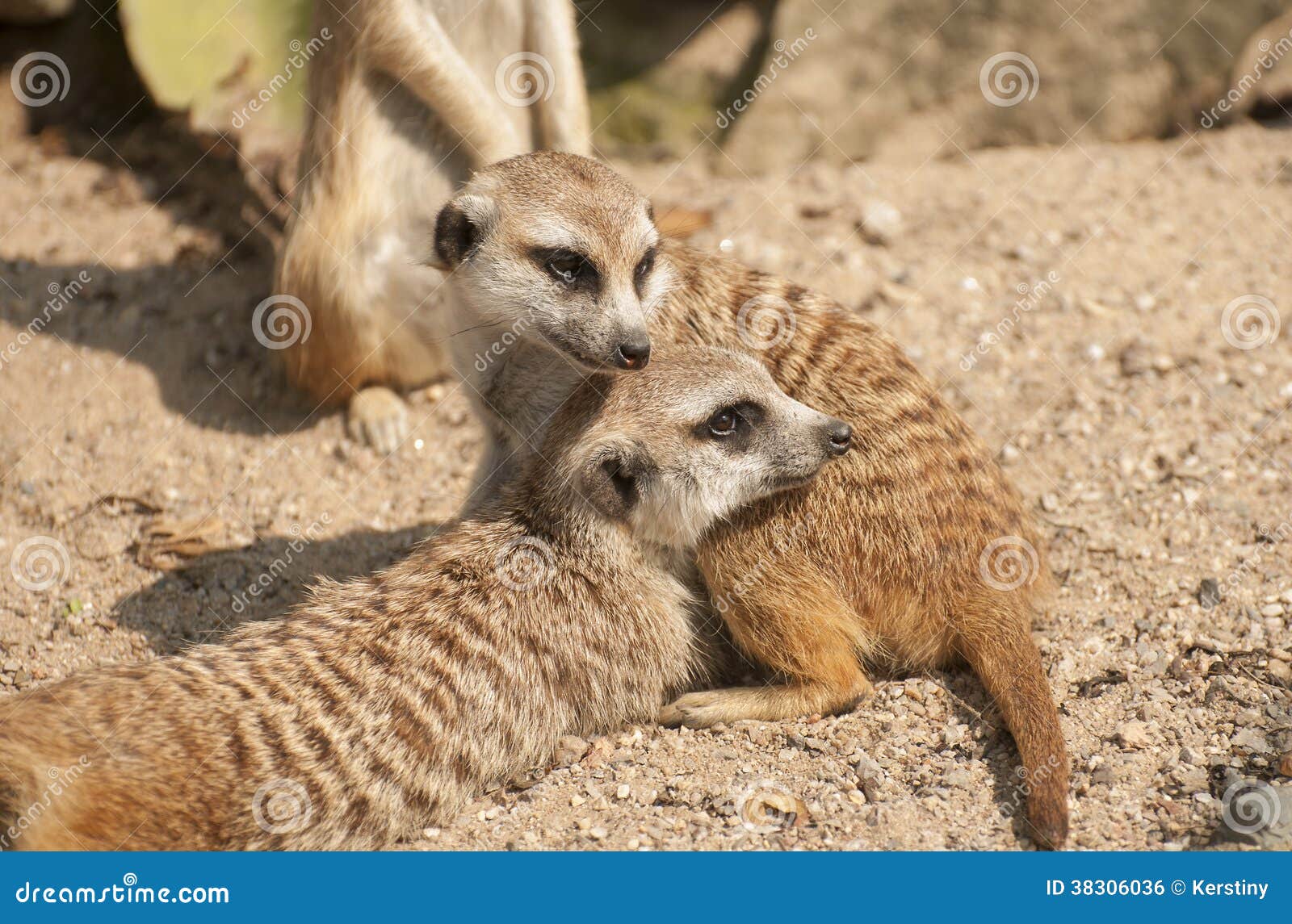 Suricate stock photo. Image of natural, mongoose, nature - 38306036