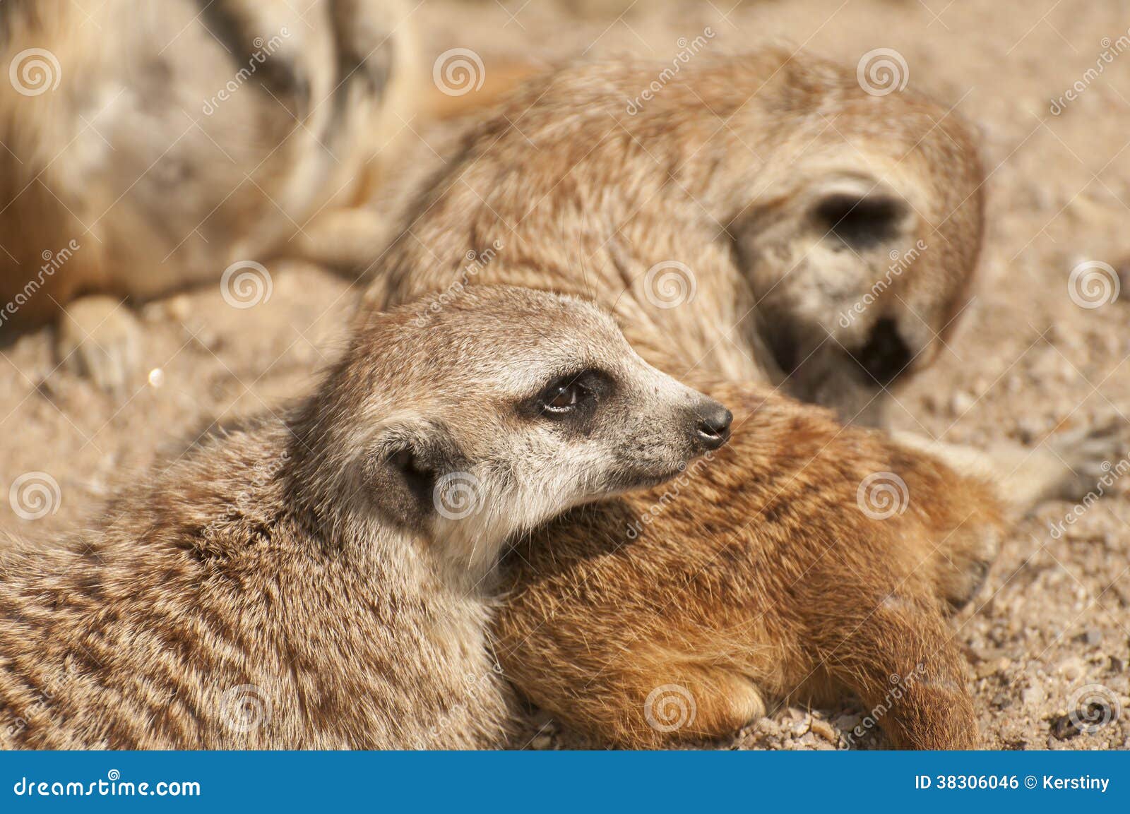 Suricate stock photo. Image of nature, zoology, africa - 38306046