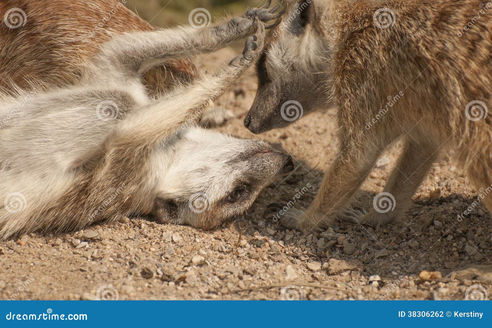 Suricate stock photo. Image of group, mongoose, zoology - 38306262
