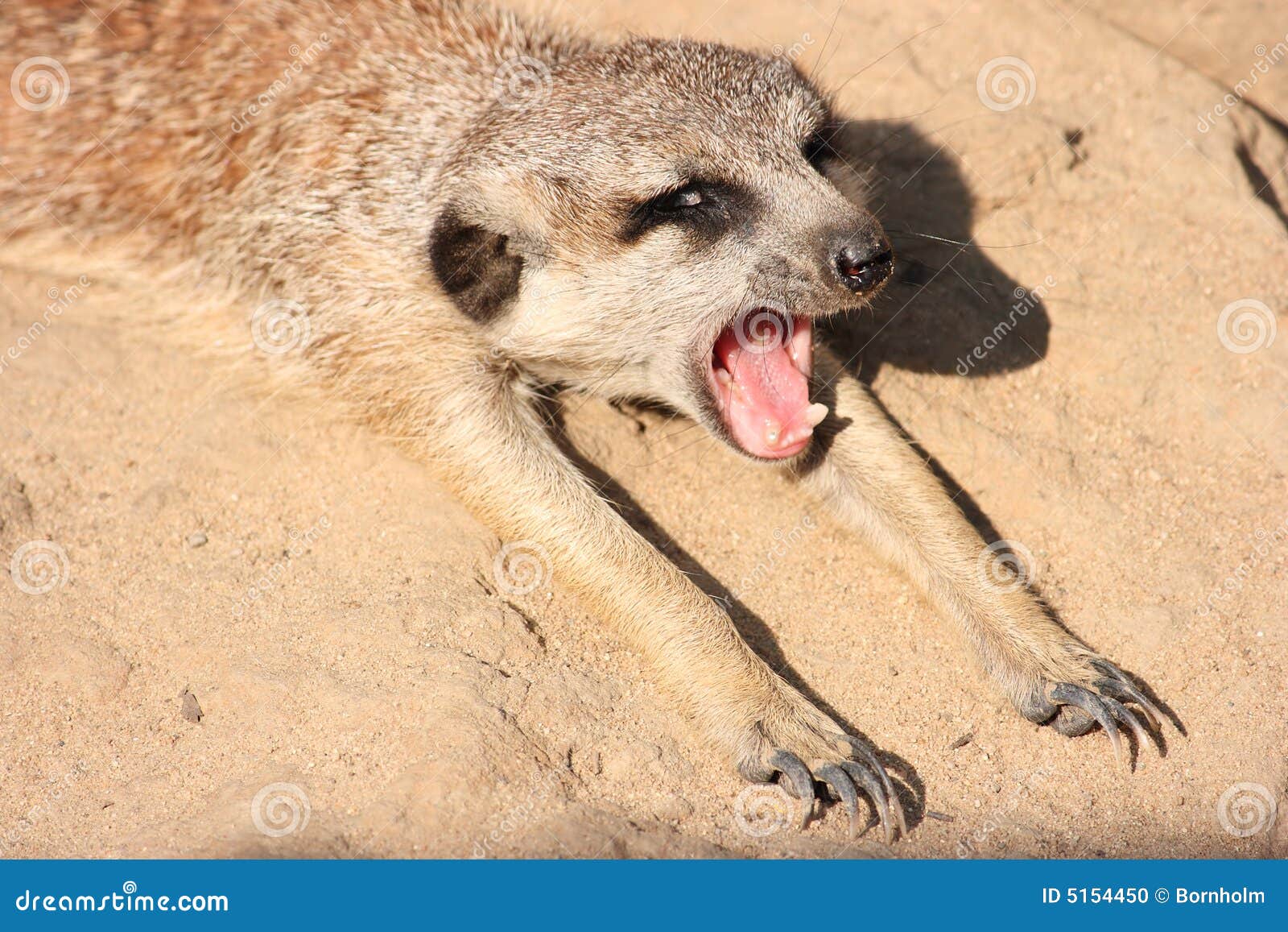Suricate stock photo. Image of desert, boring, mammal - 5154450