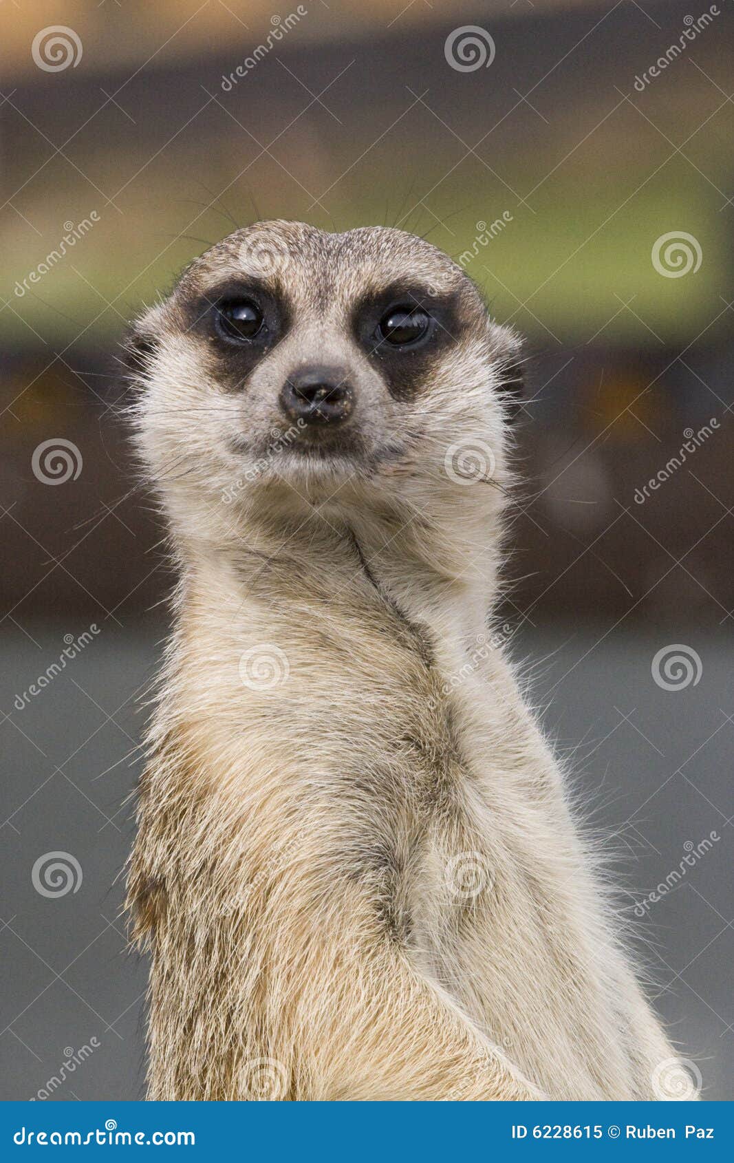 SURICATE stock image. Image of brown, portrait, lookout - 6228615