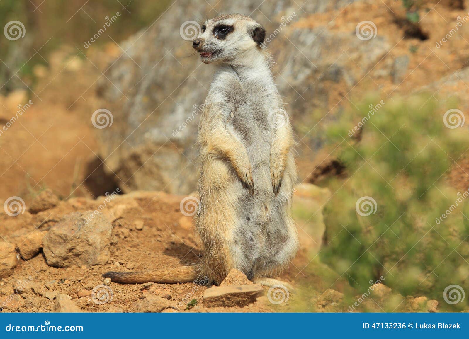 Suricate stock photo. Image of suricata, carnivore, body - 47133236