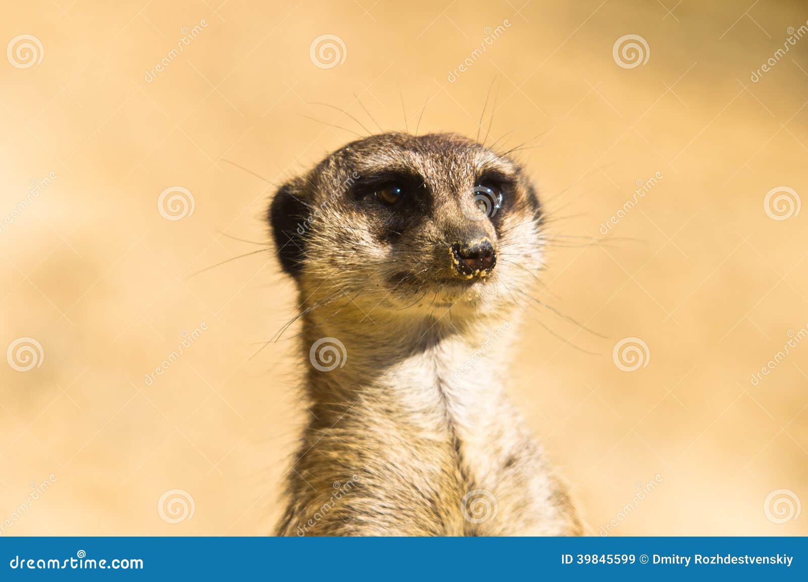 Suricate closeup stock image. Image of african, wild - 39845599