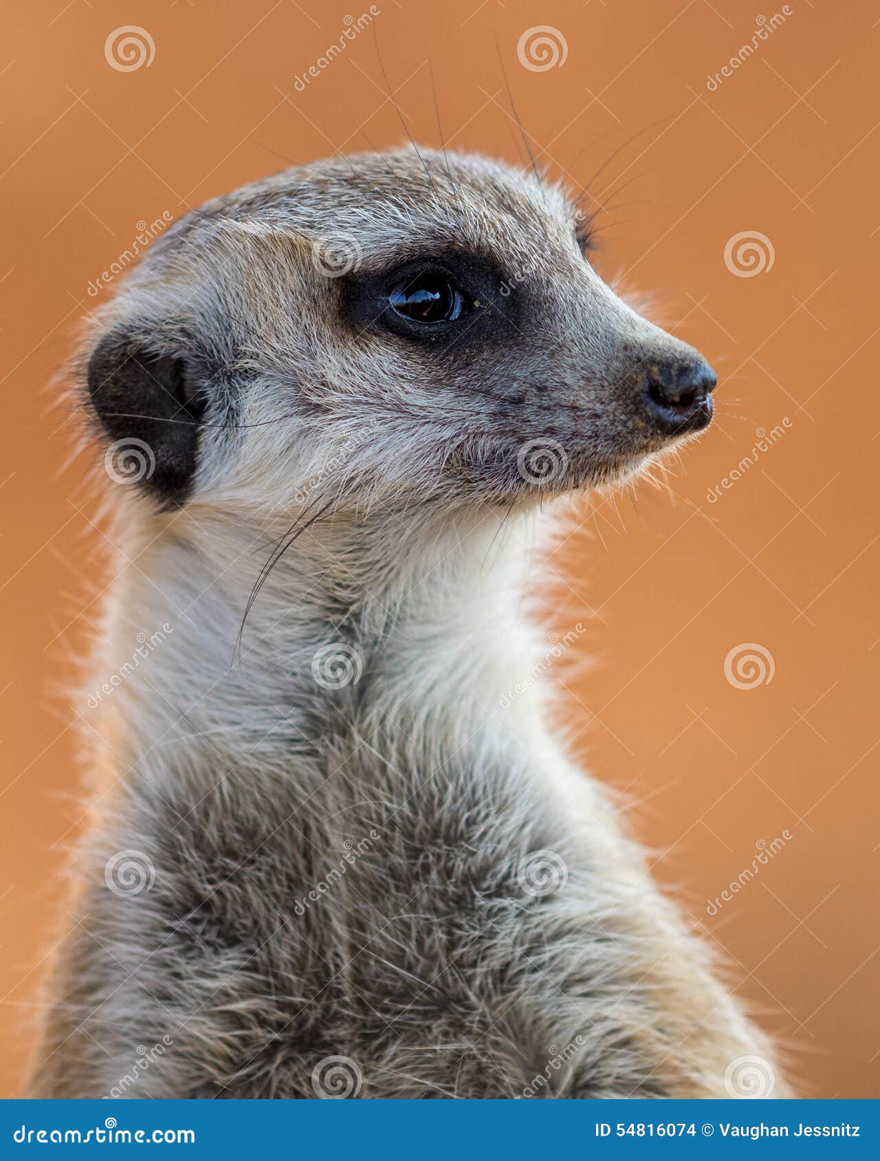 Suricate stock photo. Image of meerkat, mammal, eyes - 54816074