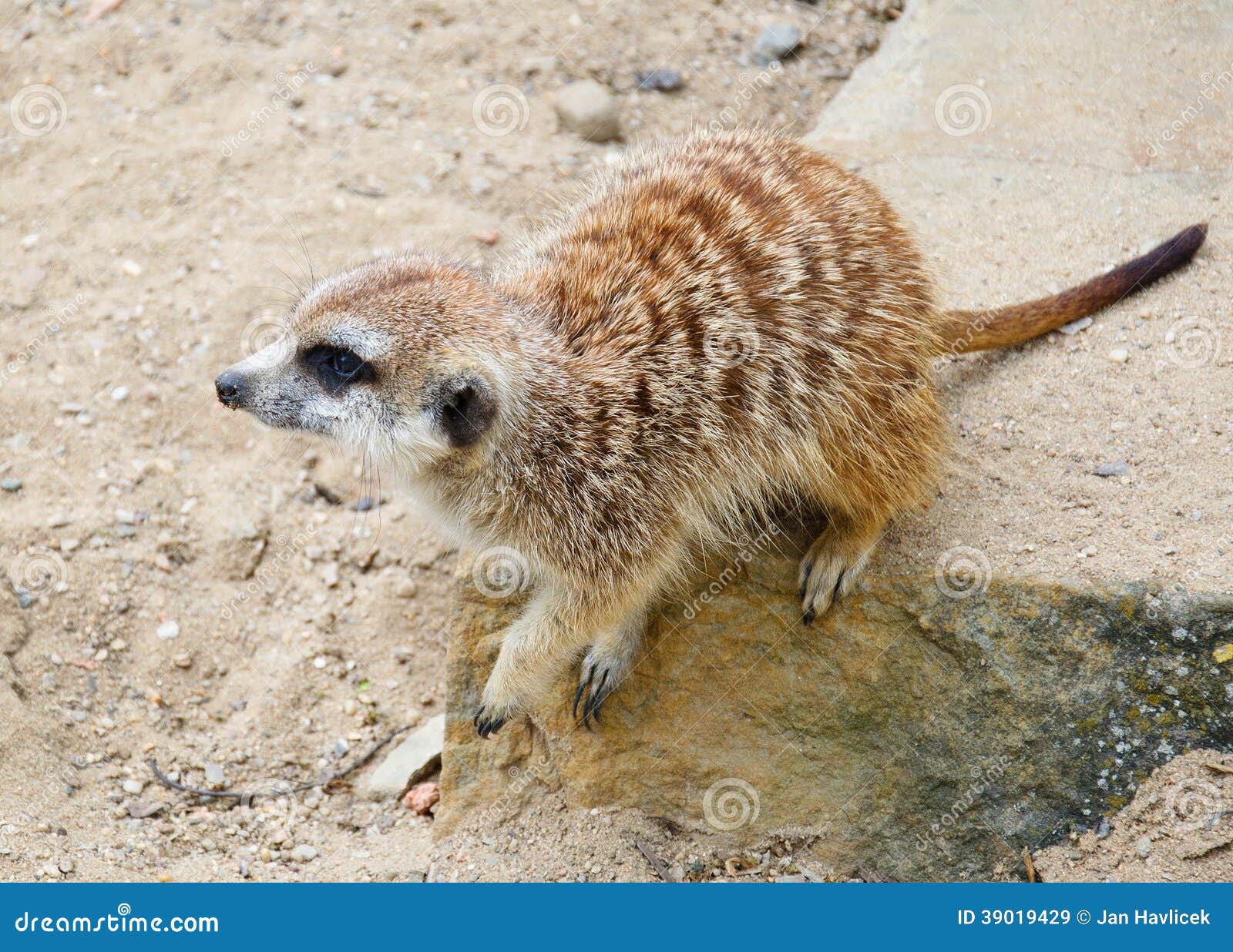 Suricate stock image. Image of little, suricate, brown - 39019429