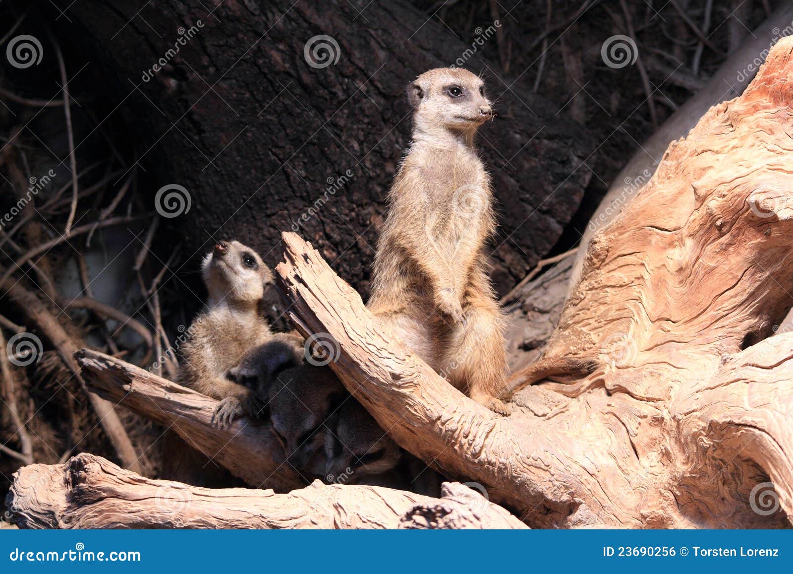 Suricate family stock photo. Image of africa, family - 23690256