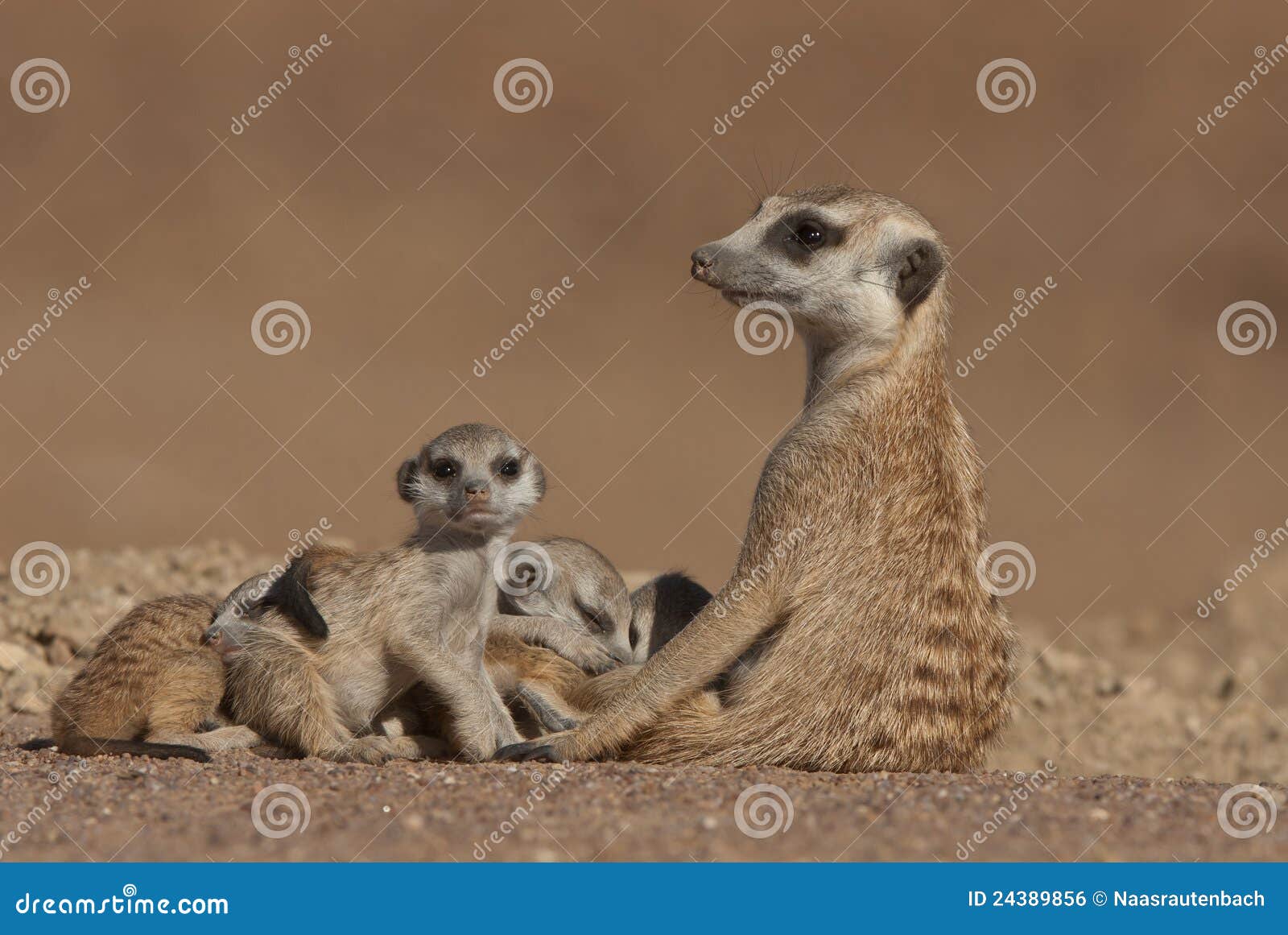Suricate female and pups stock photo. Image of suricata - 24389856