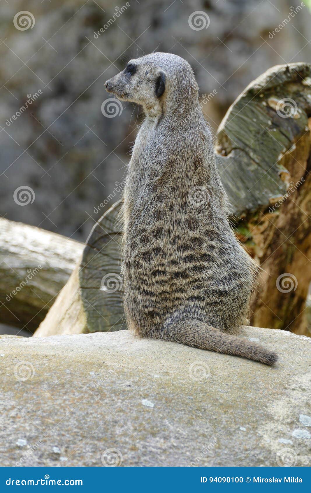 Suricate stock photo. Image of desert, wildlife, rock - 94090100
