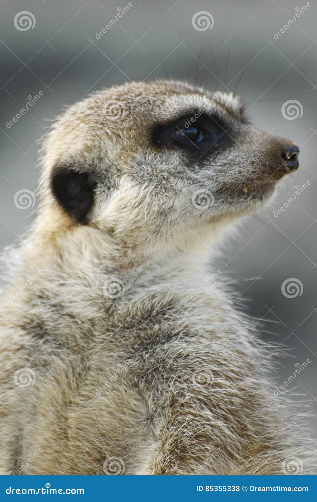Suricate stock photo. Image of looking, small, suricate - 85355338