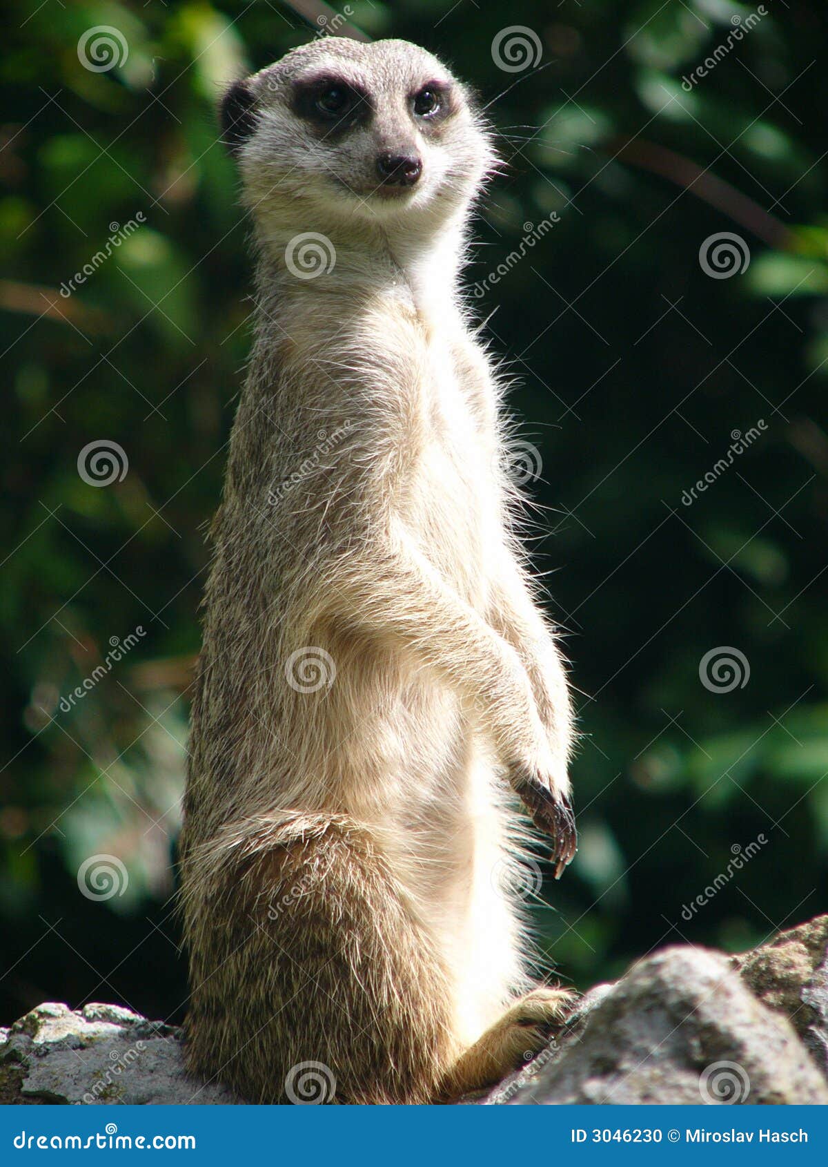Suricate Looking for Enemies Stock Photo - Image of cute, small: 3046230