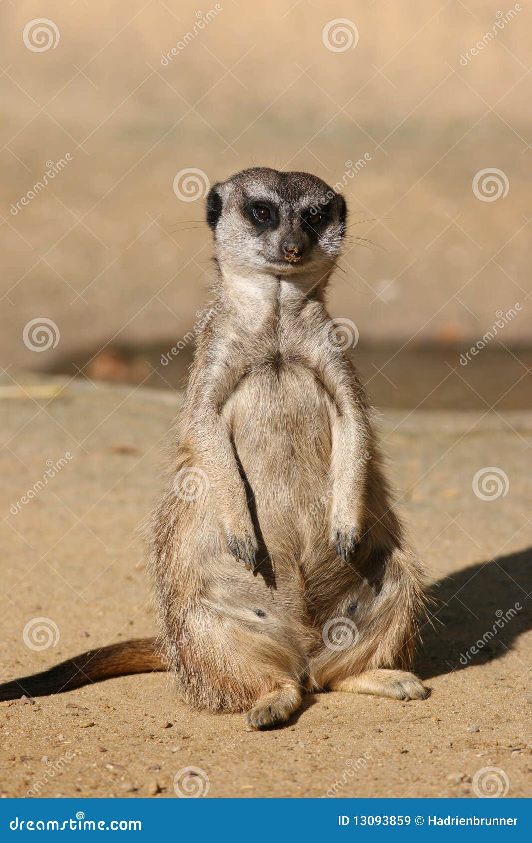 Suricate or Meerkat stock image. Image of meerkat, african - 13093859