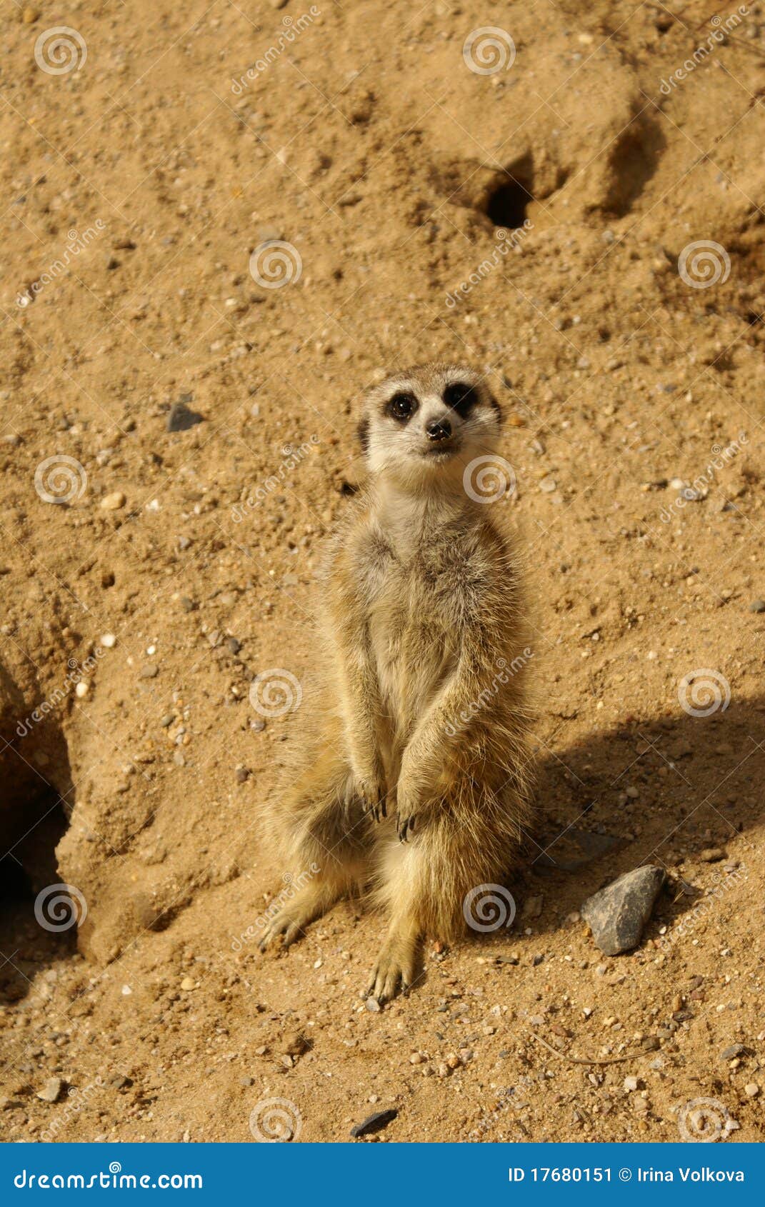 Suricate (meerkat) stock image. Image of small, cute - 17680151