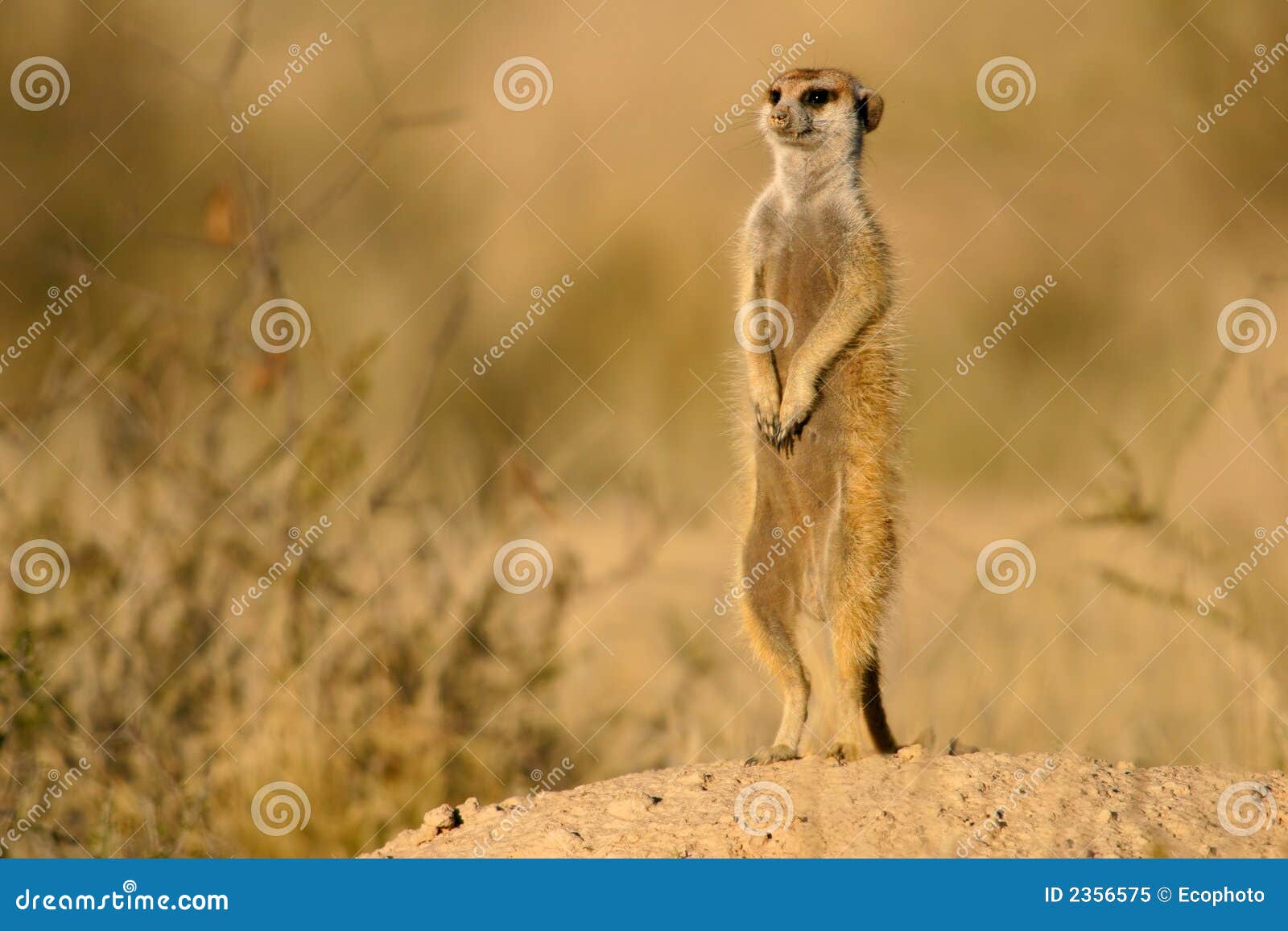 Suricate (meerkat) stock image. Image of south, cute, upright - 2356575
