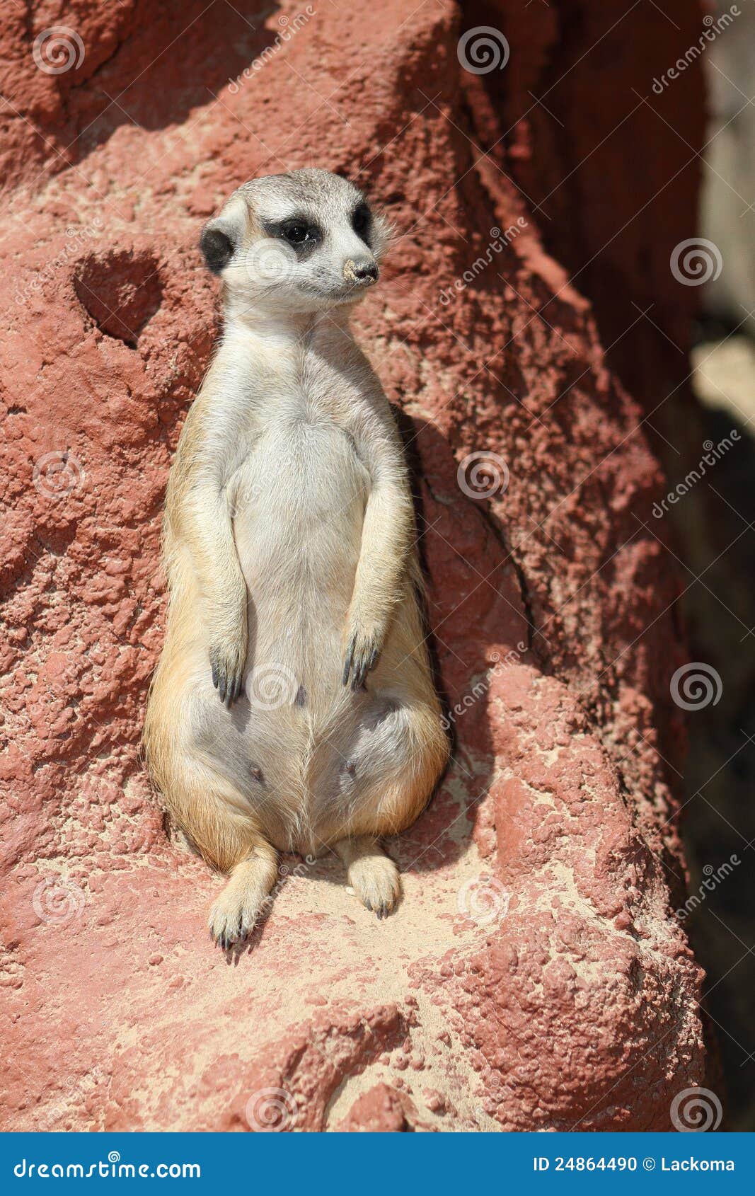 Suricate (meerkat) stock photo. Image of portrait, ecology - 24864490