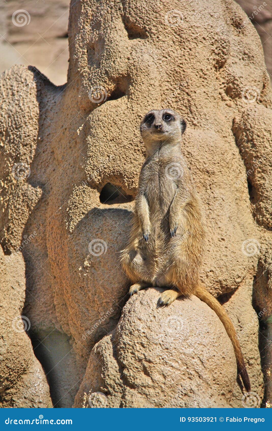 Suricate Meerkat stock image. Image of conservation, safari - 93503921