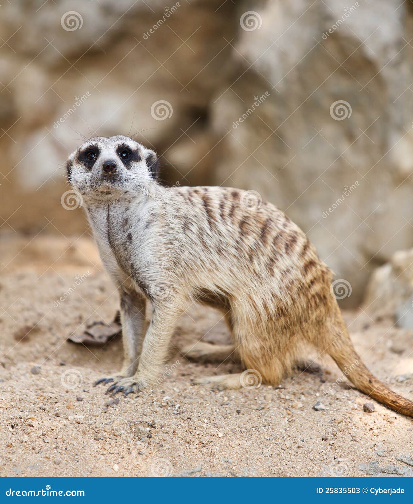 Suricate or Meerkat Sitting on the Sand Stock Image - Image of south ...