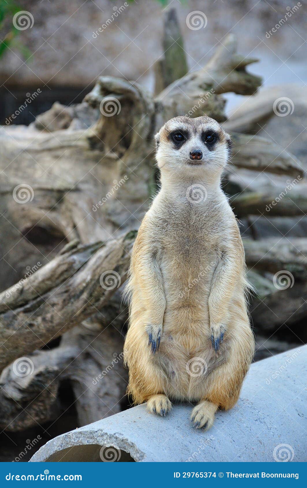 Suricate or Meerkat Standing Stock Photo - Image of eyes, wild: 29765374