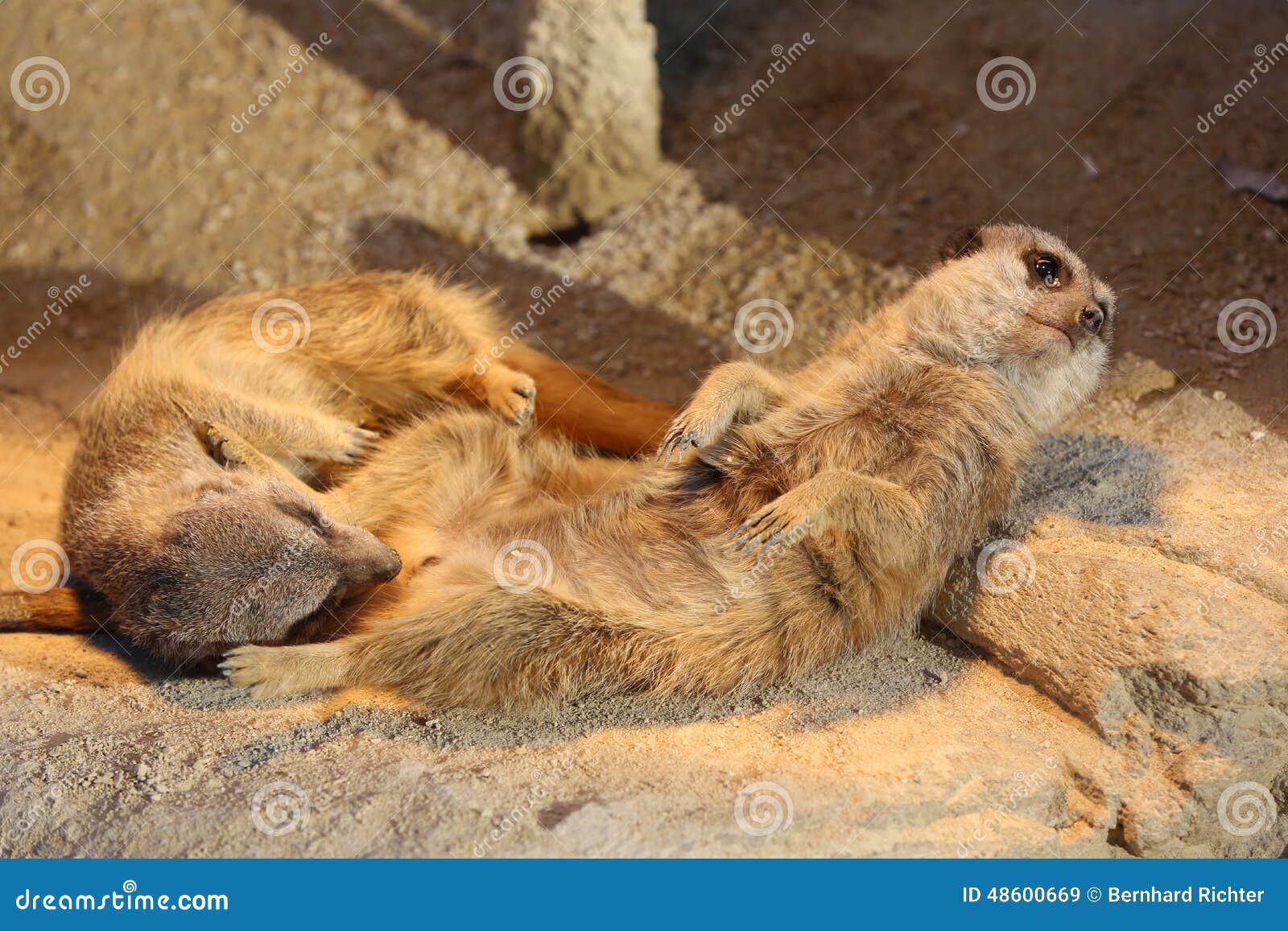 Suricate stock image. Image of small, intense, nature - 48600669
