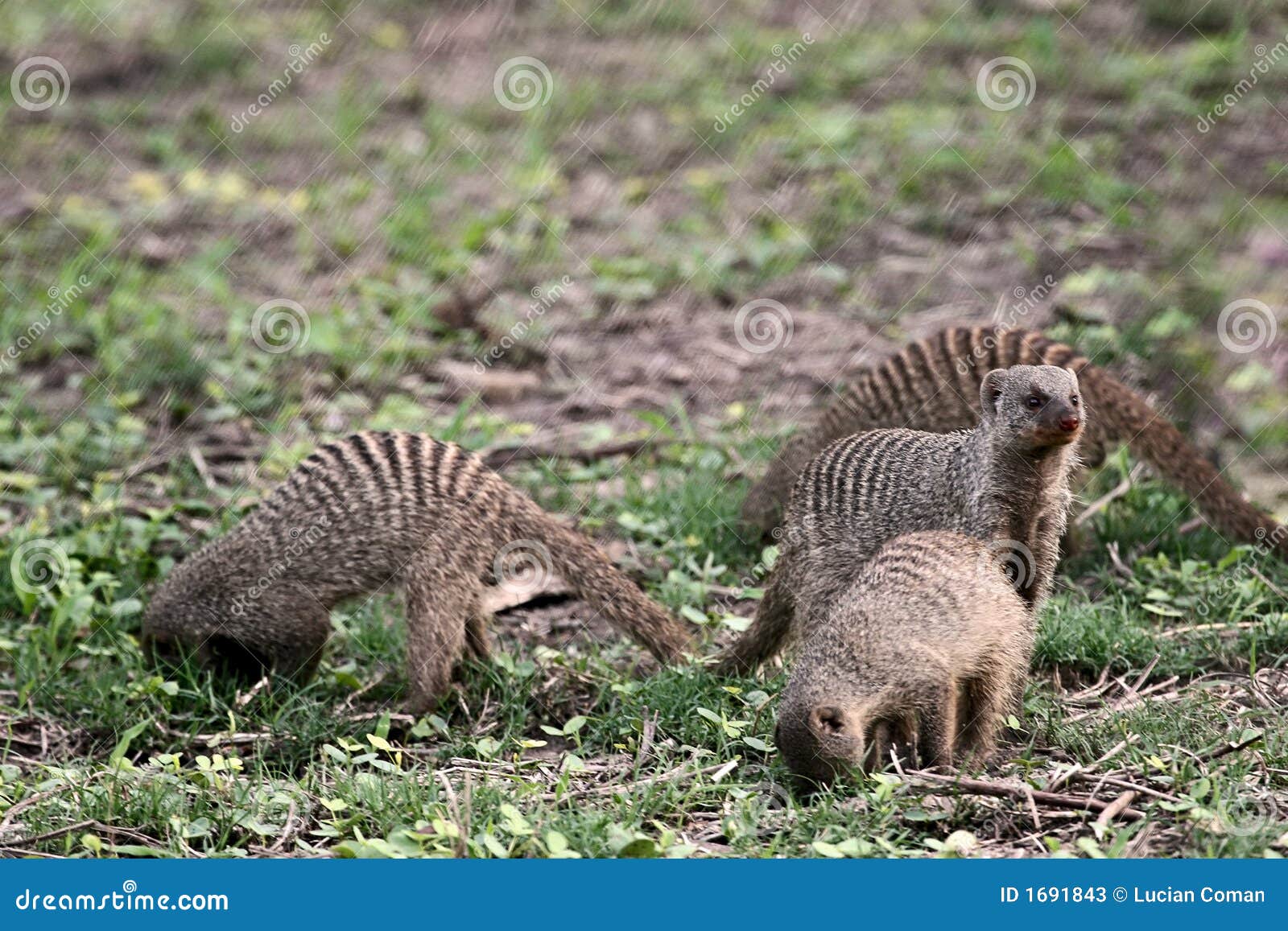 Suricate Mongooses family stock image. Image of outside - 1691843