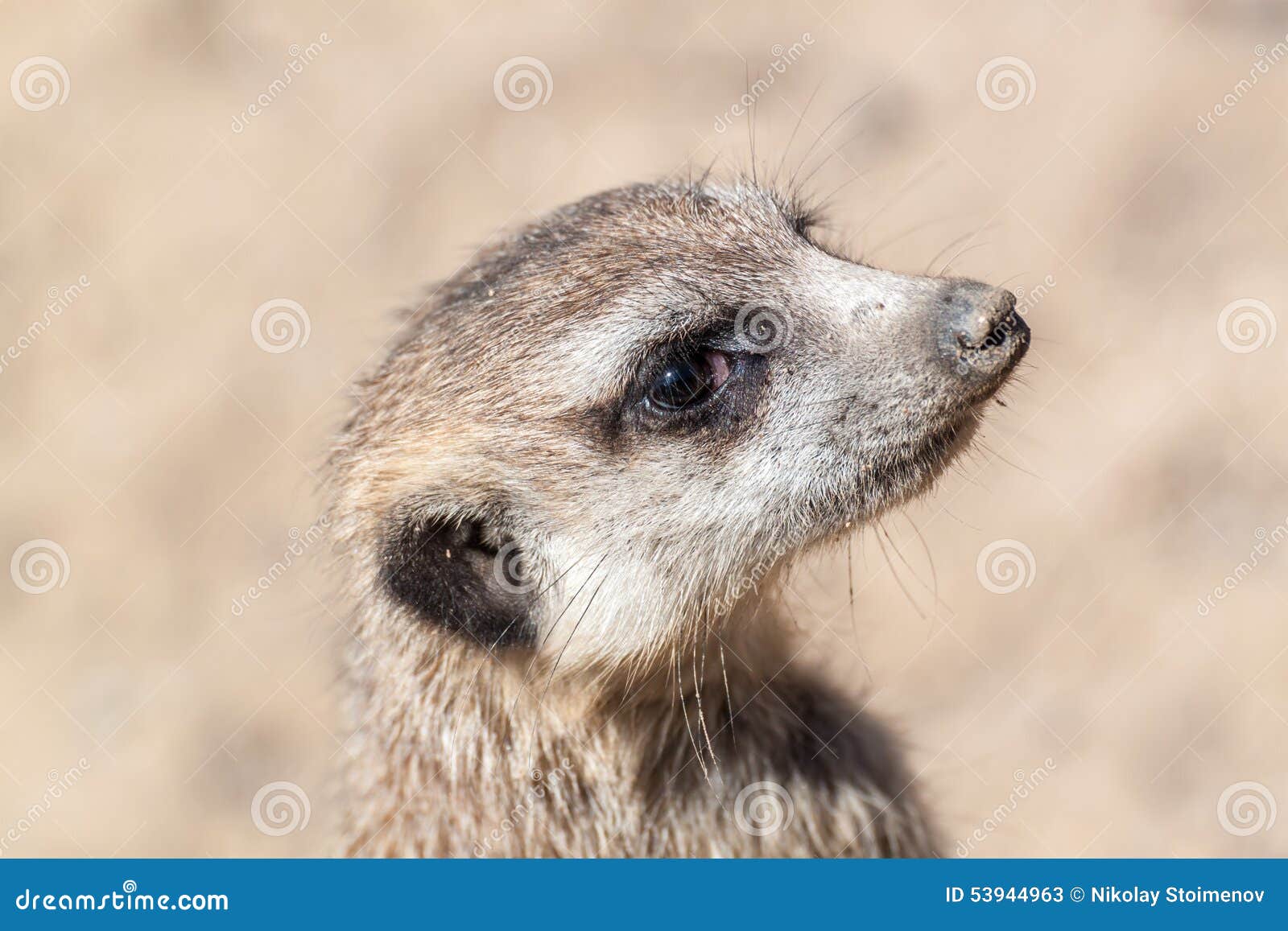 Suricate stock image. Image of meerkat, sweet, funny - 53944963