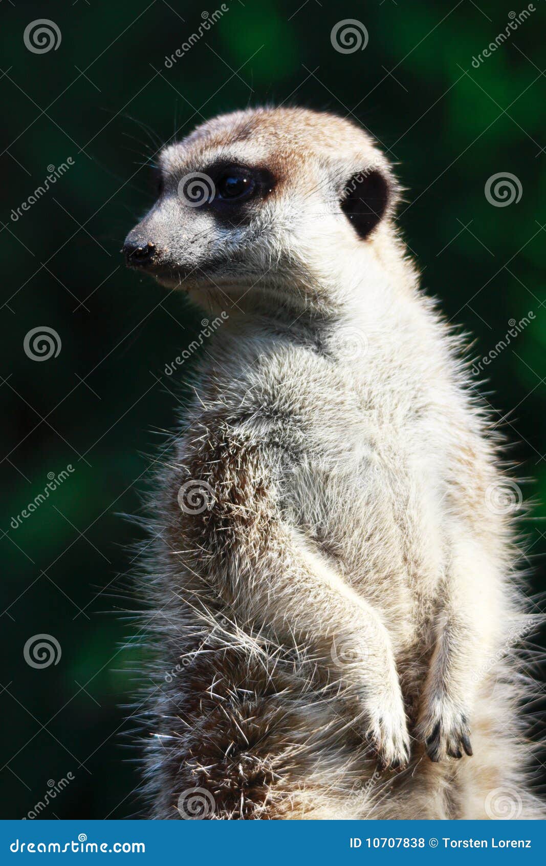 Suricate portrait stock photo. Image of meerkat, lookout - 10707838