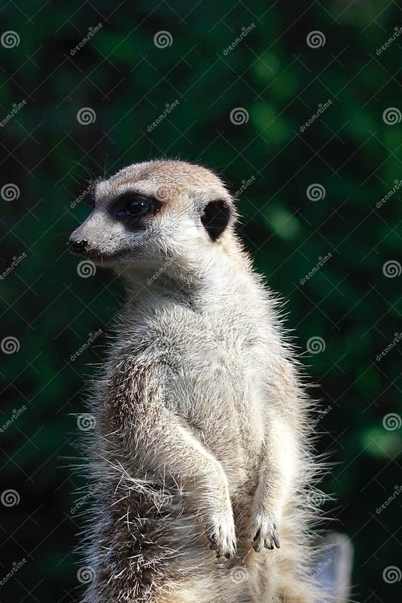 Suricate portrait stock photo. Image of suricatta, nature - 10759224