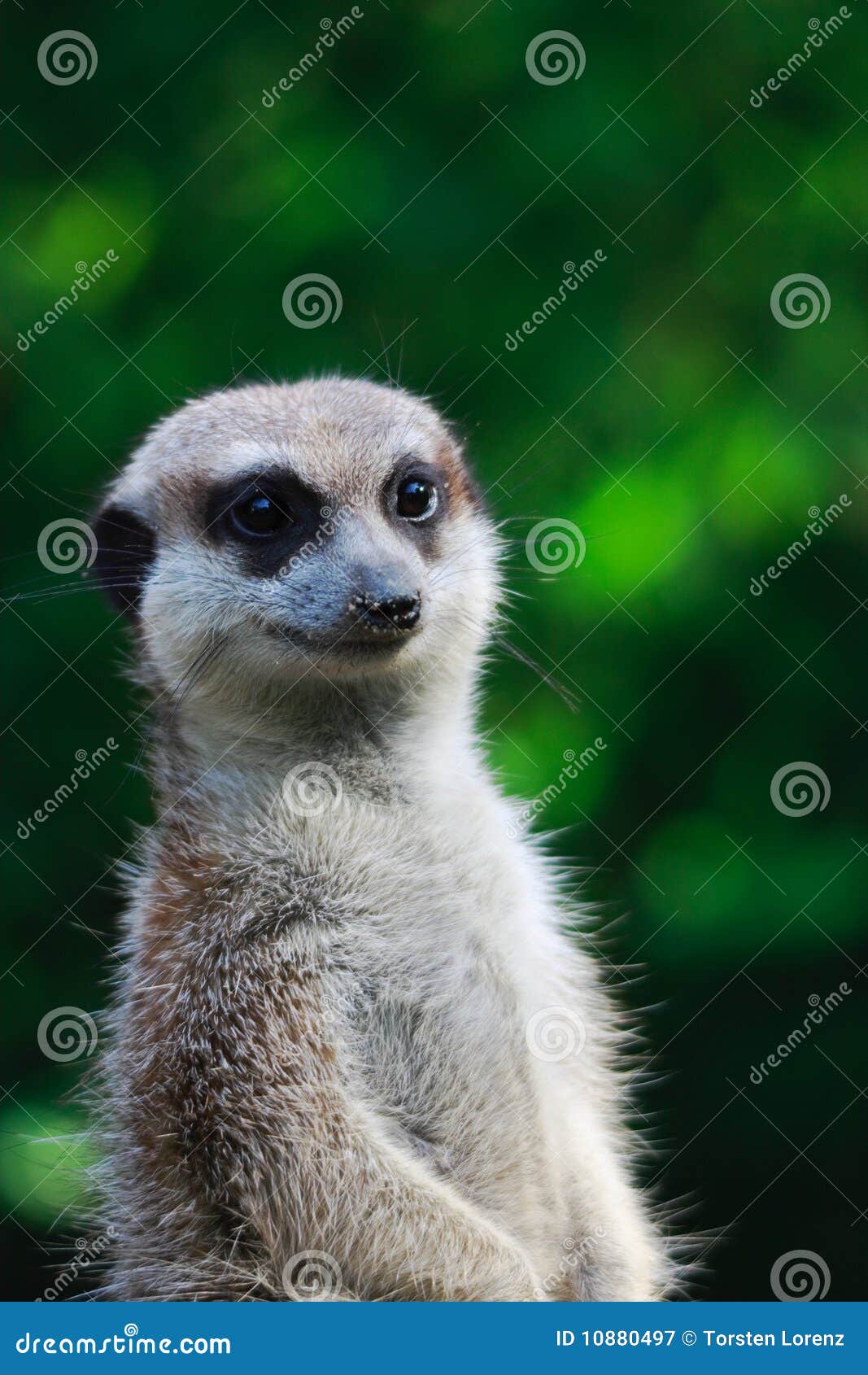 Suricate portrait stock image. Image of wildlife, africa - 10880497