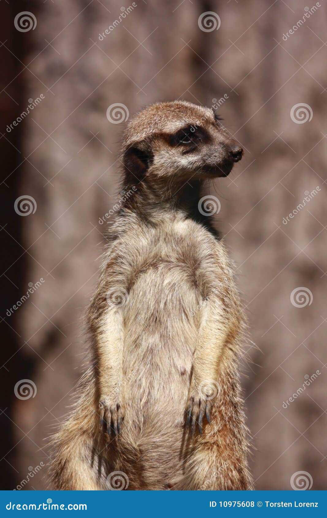 Suricate portrait stock photo. Image of african, curious - 10975608
