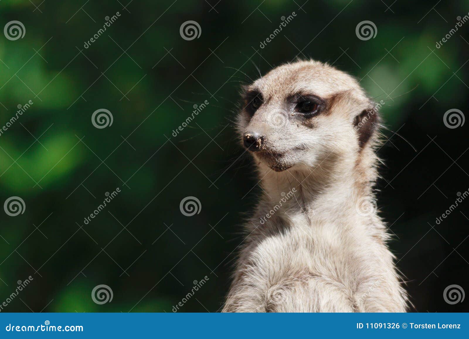 Suricate portrait stock photo. Image of mammal, animal - 11091326