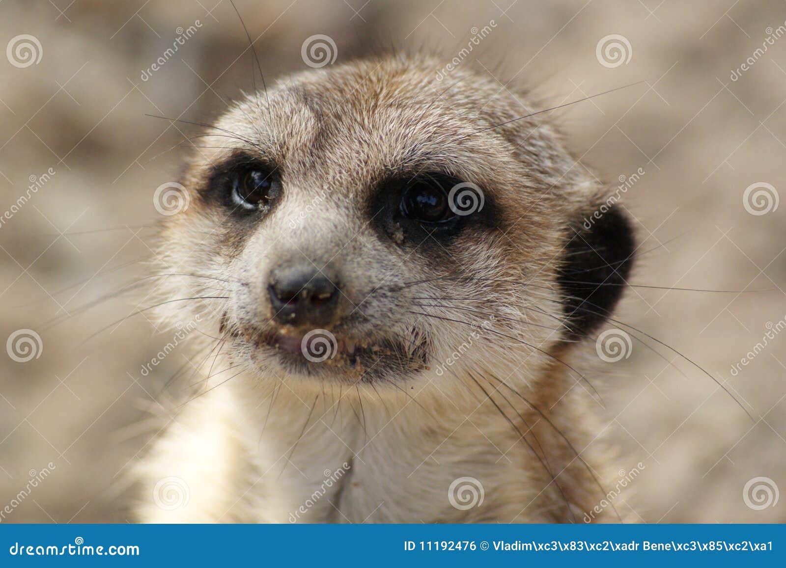 Suricate portrait stock photo. Image of wild, africa - 11192476