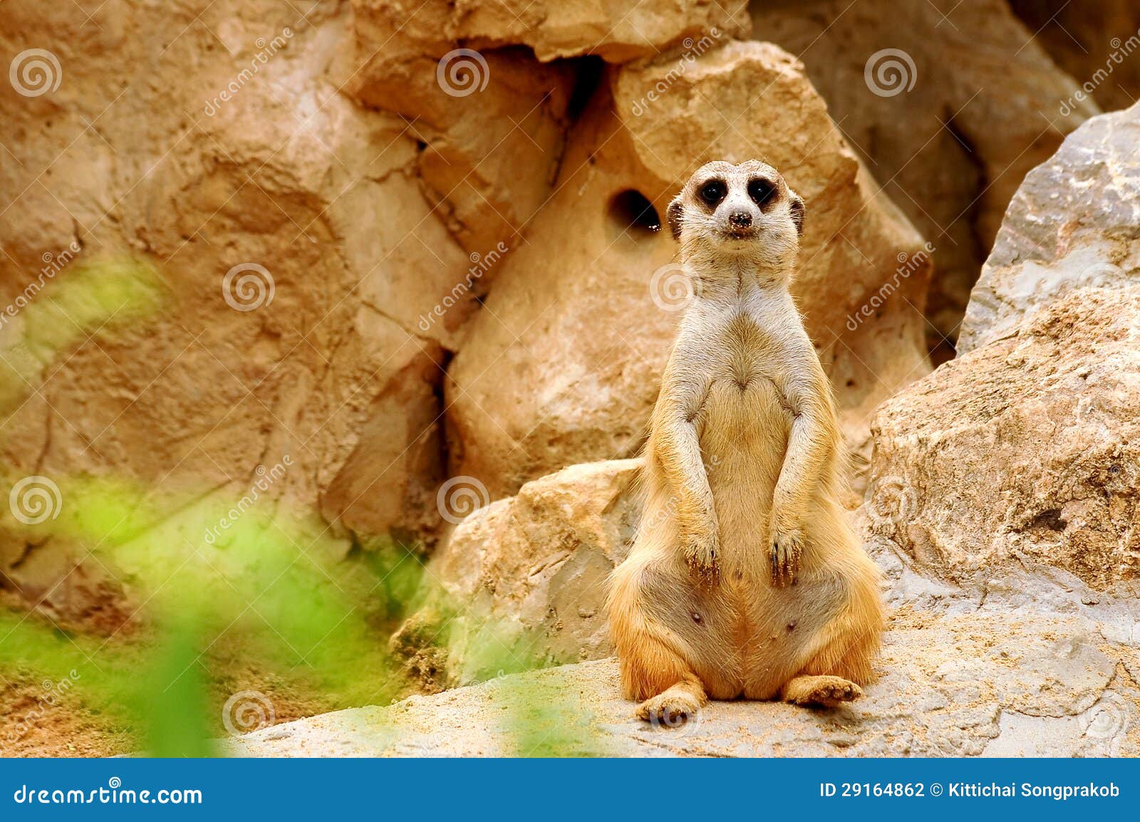 Suricate que levanta-se foto de stock. Imagem de animal - 29164862