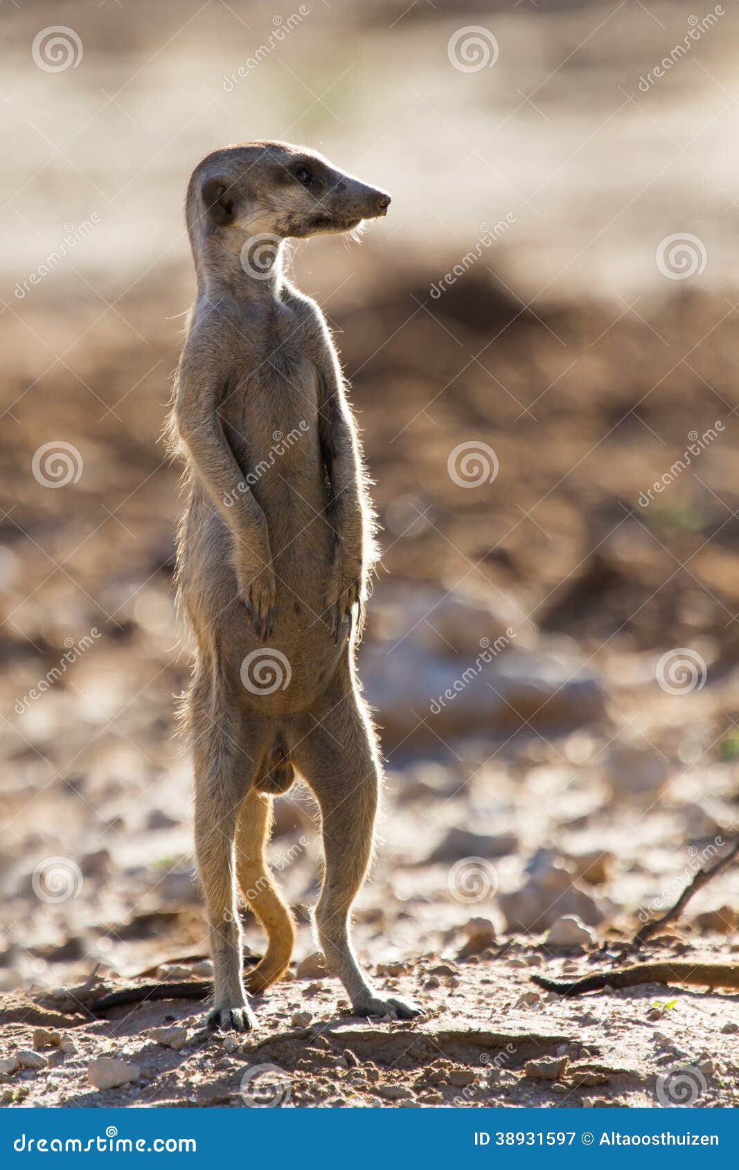 Suricate Sentry Standing in the Early Morning Sun Stock Image - Image ...