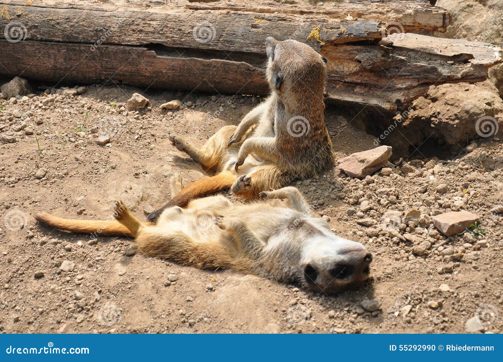 Suricate (Suricata Suricatta) Stock Photo - Image of meerkat, surigate ...