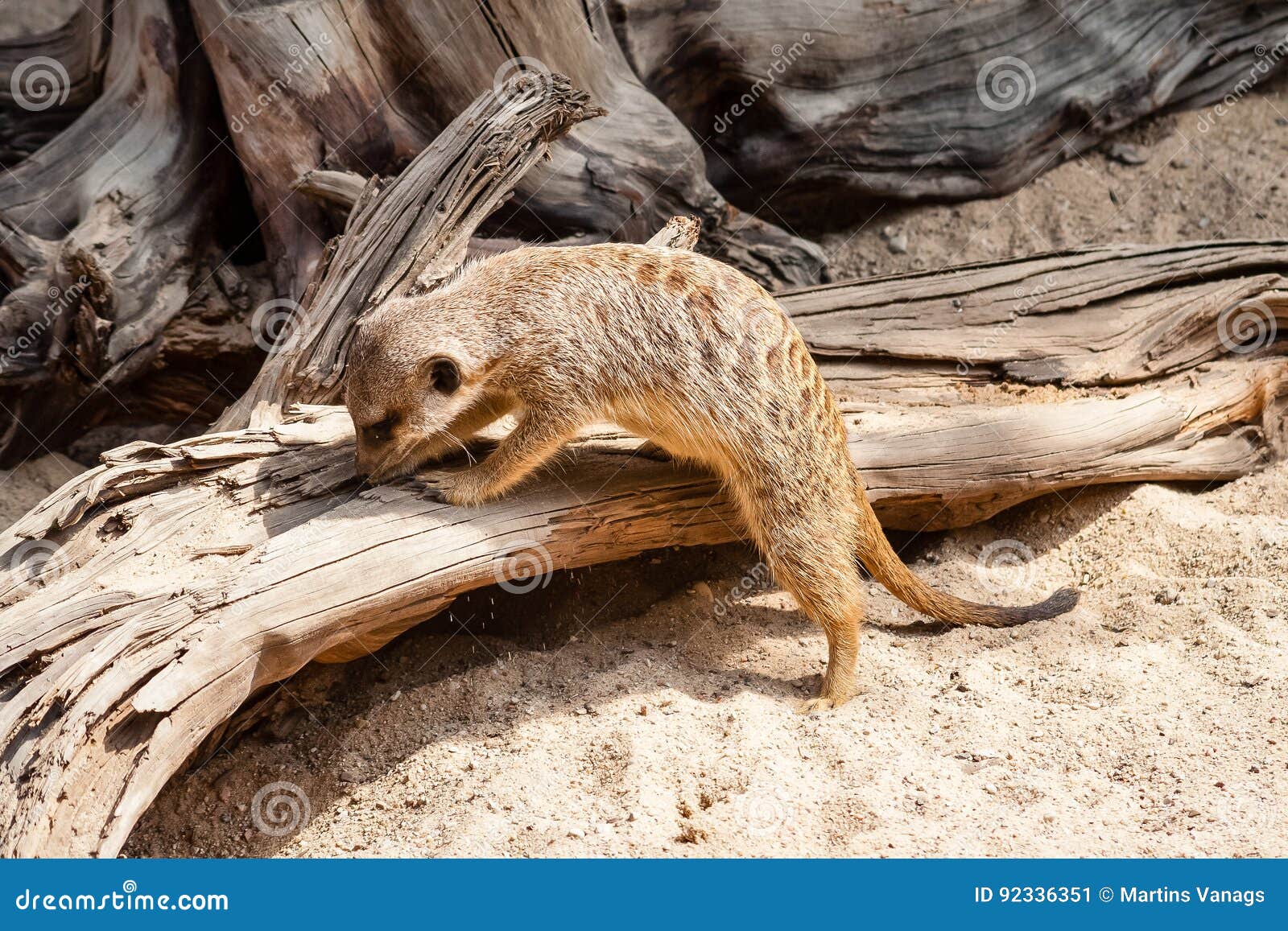A Suricate Suricata Suricatta Standing on a Log Stock Image - Image of ...