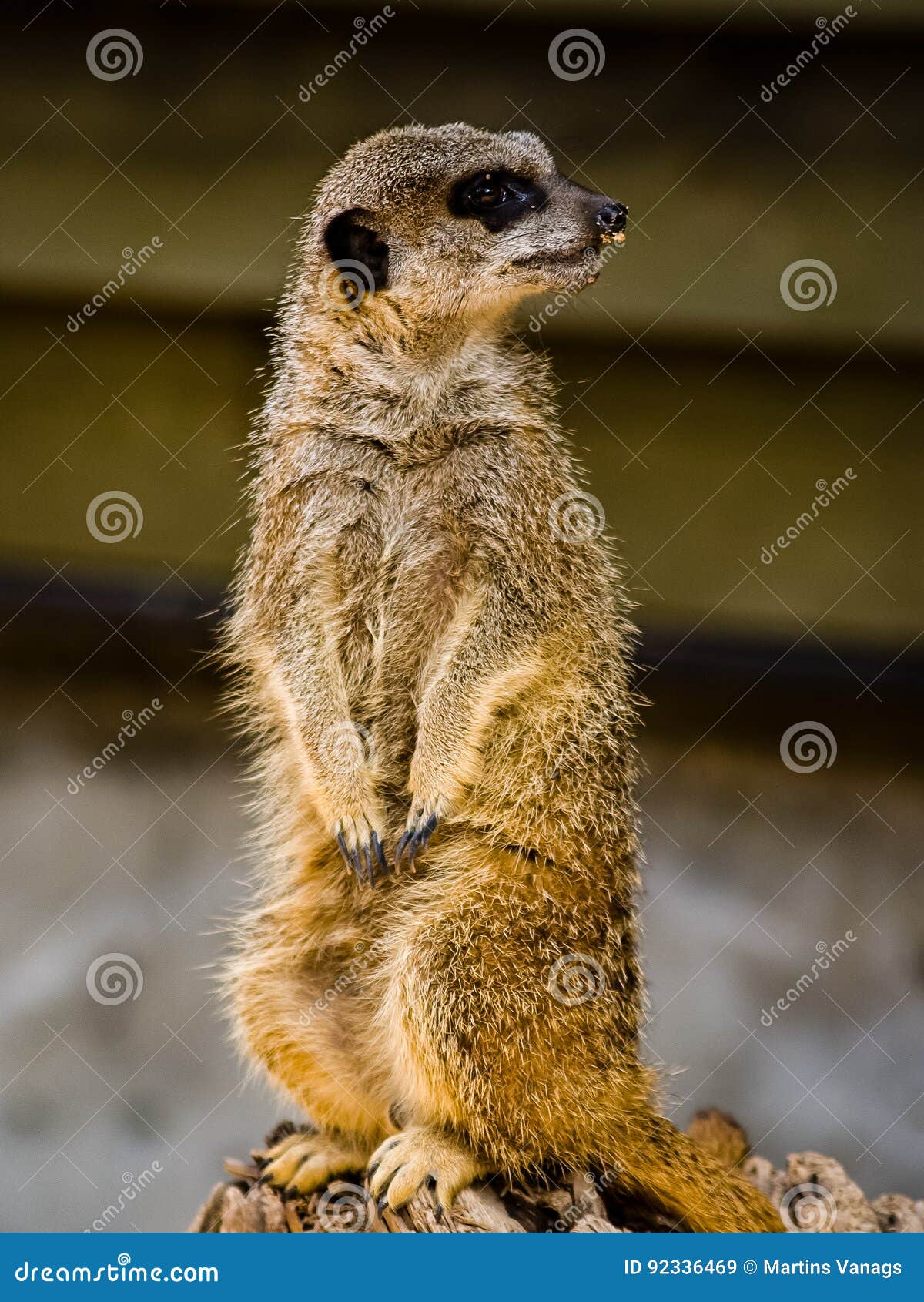 A Suricate Suricata Suricatta Standing on a Log Stock Image - Image of ...