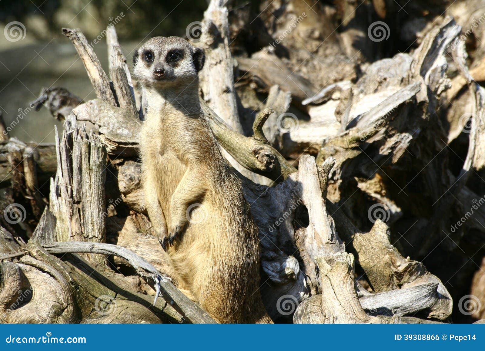 Suricate stock photo. Image of africa, behaviour, curious - 39308866