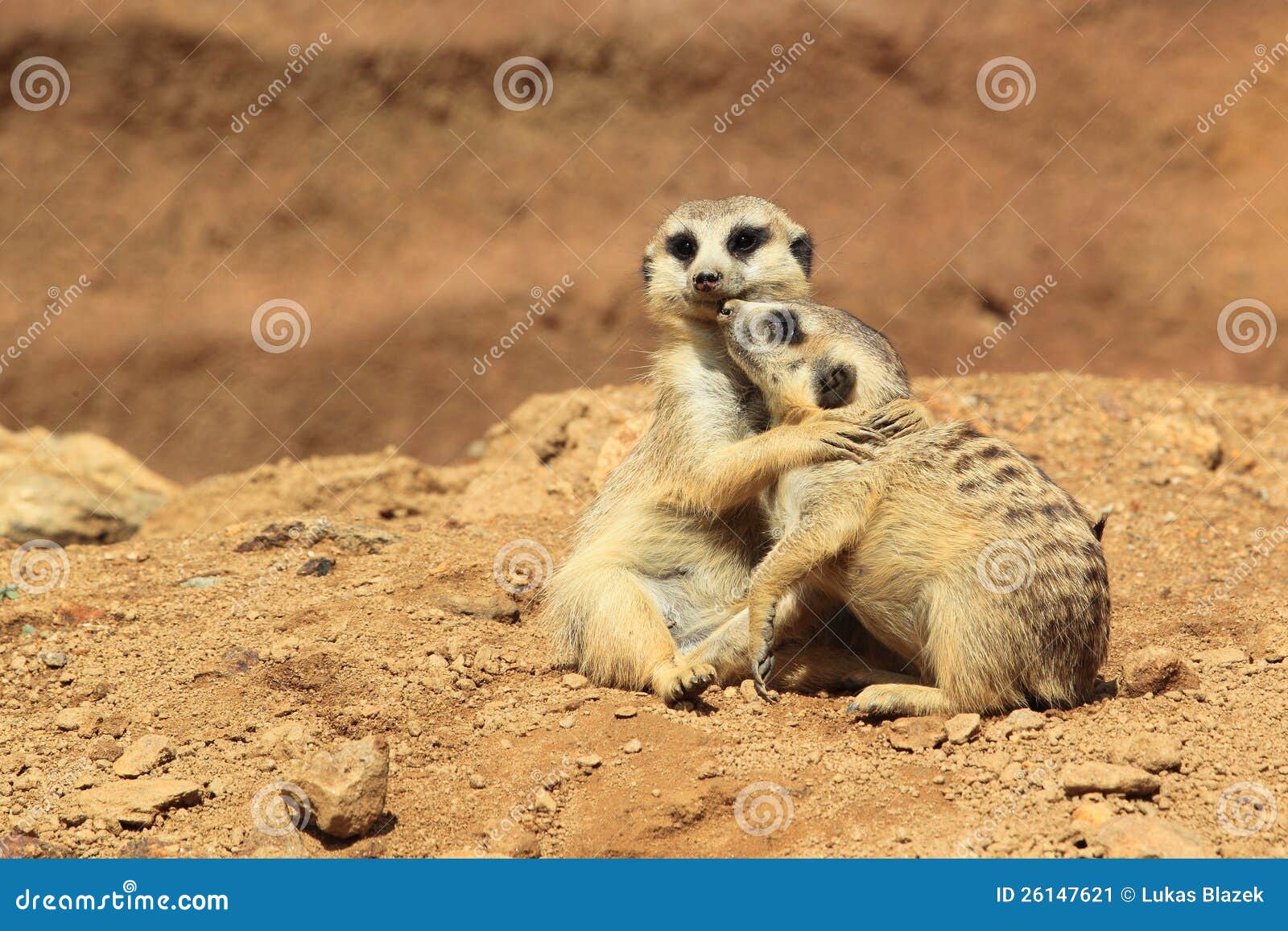 Suricates stock image. Image of suricatta, soil, sitting - 26147621