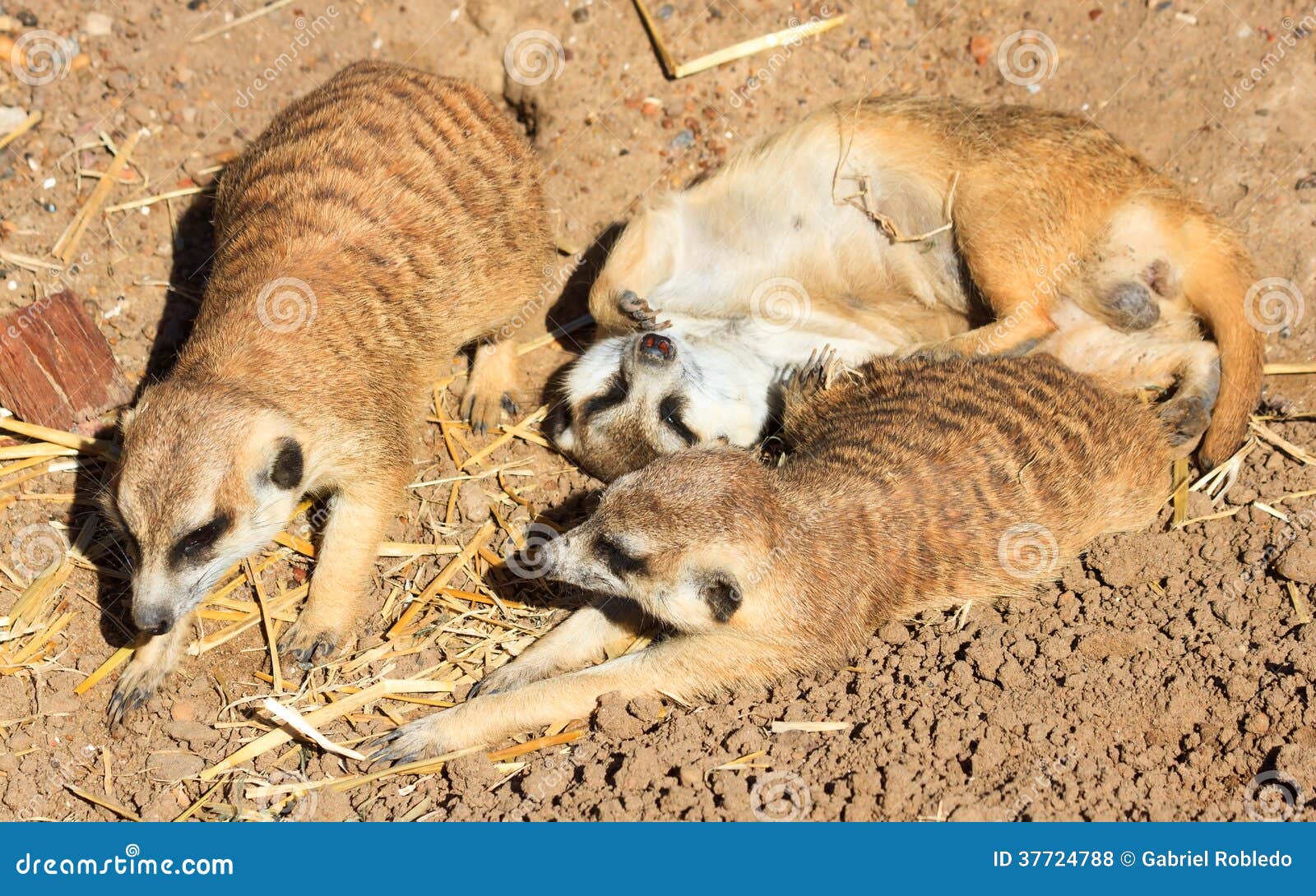 Suricates stock photo. Image of tired, hair, suricata - 37724788
