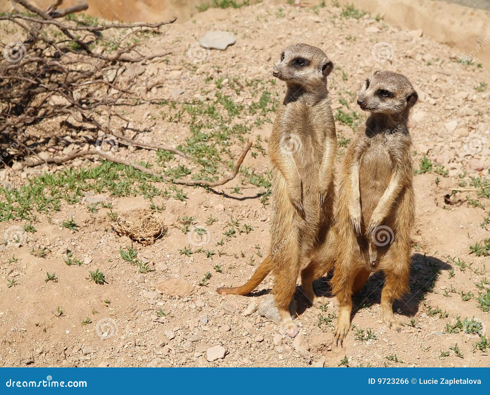 Suricates stock photo. Image of small, nature, soft, suricate - 9723266