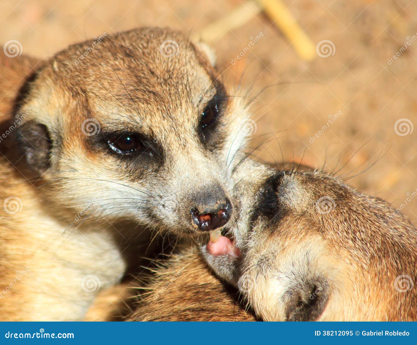 Suricates stock image. Image of meercat, suricatta, suricata - 38212095