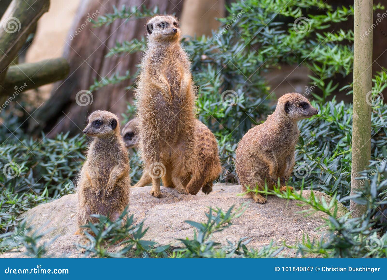 Suricates stock image. Image of look, guard, eyes, mammal - 101840847