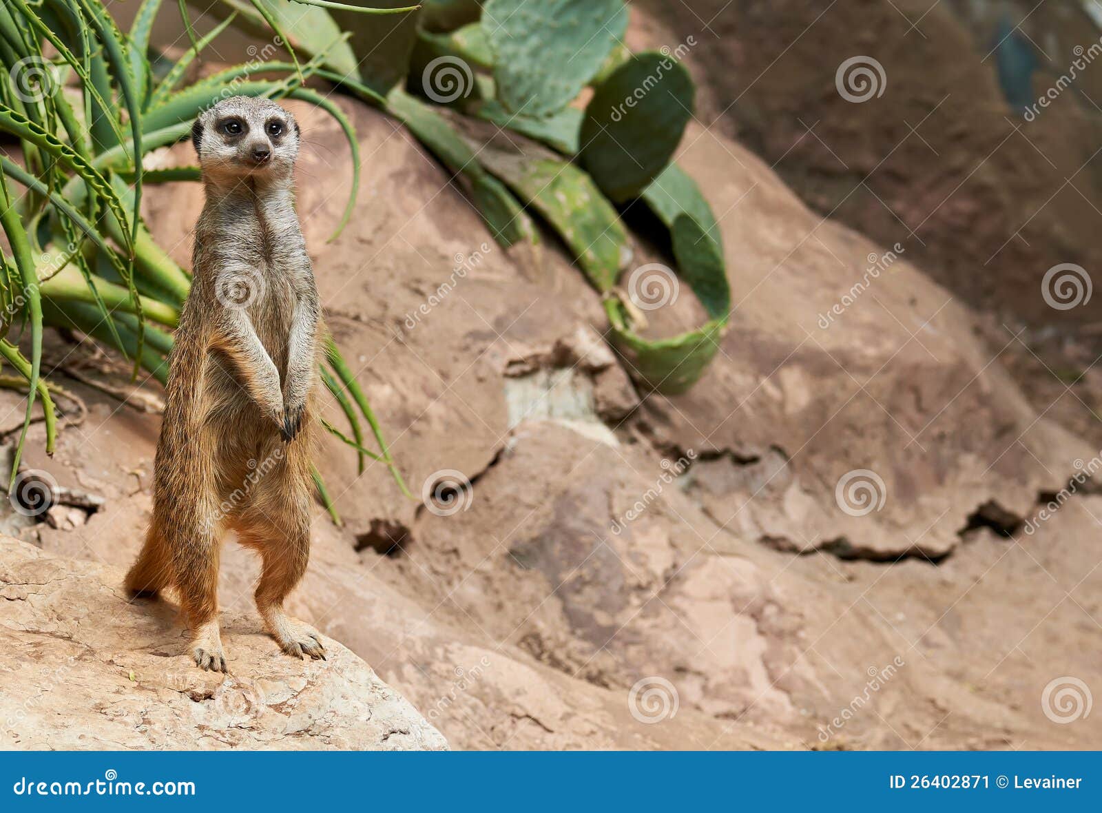 Suricato stock image. Image of outdoors, animal, green - 26402871