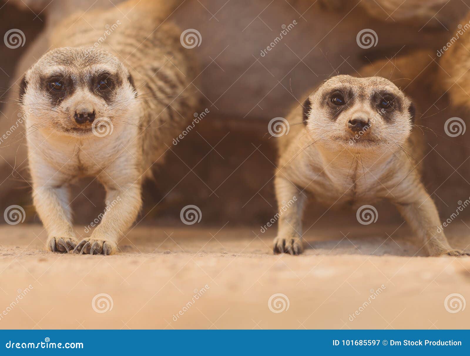 Suricatta del Suricata imagen de archivo. Imagen de lindo - 101685597