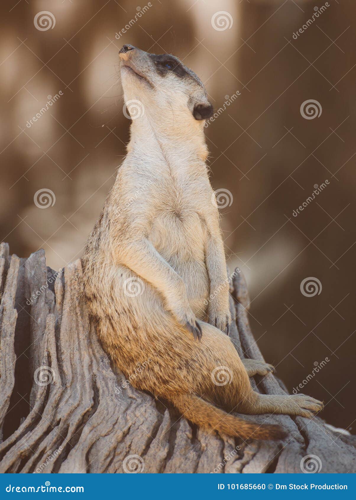 Suricatta del Suricata foto de archivo. Imagen de cubo - 101685660