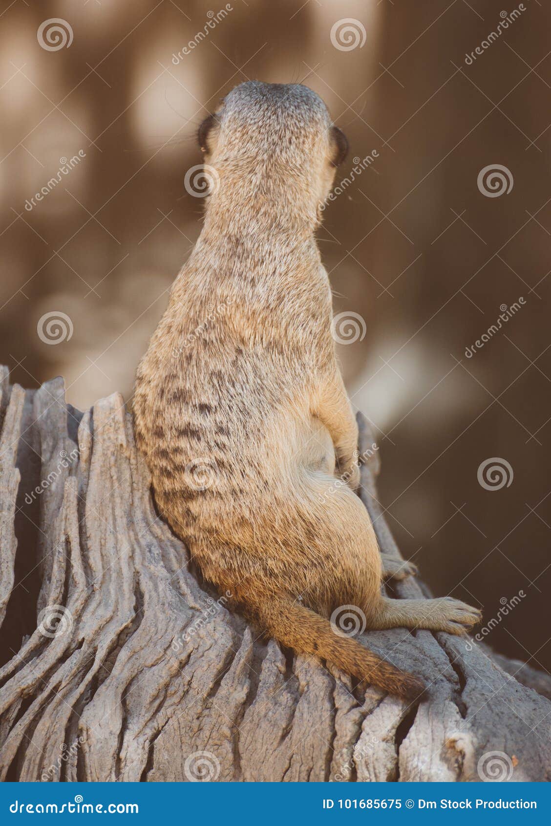 Suricatta del Suricata imagen de archivo. Imagen de peligro - 101685675